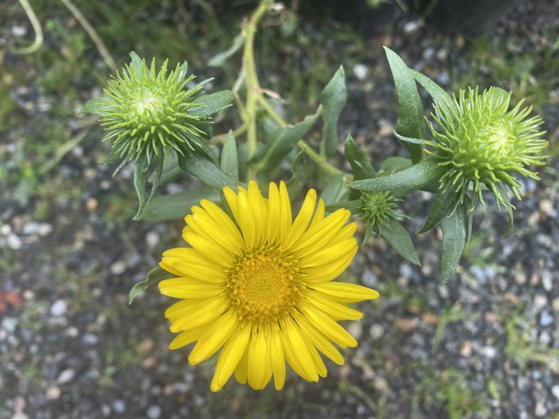 Puget Sound Gumweed. (grindelia Integrifolia) 100 Seeds With Some Chaff ...