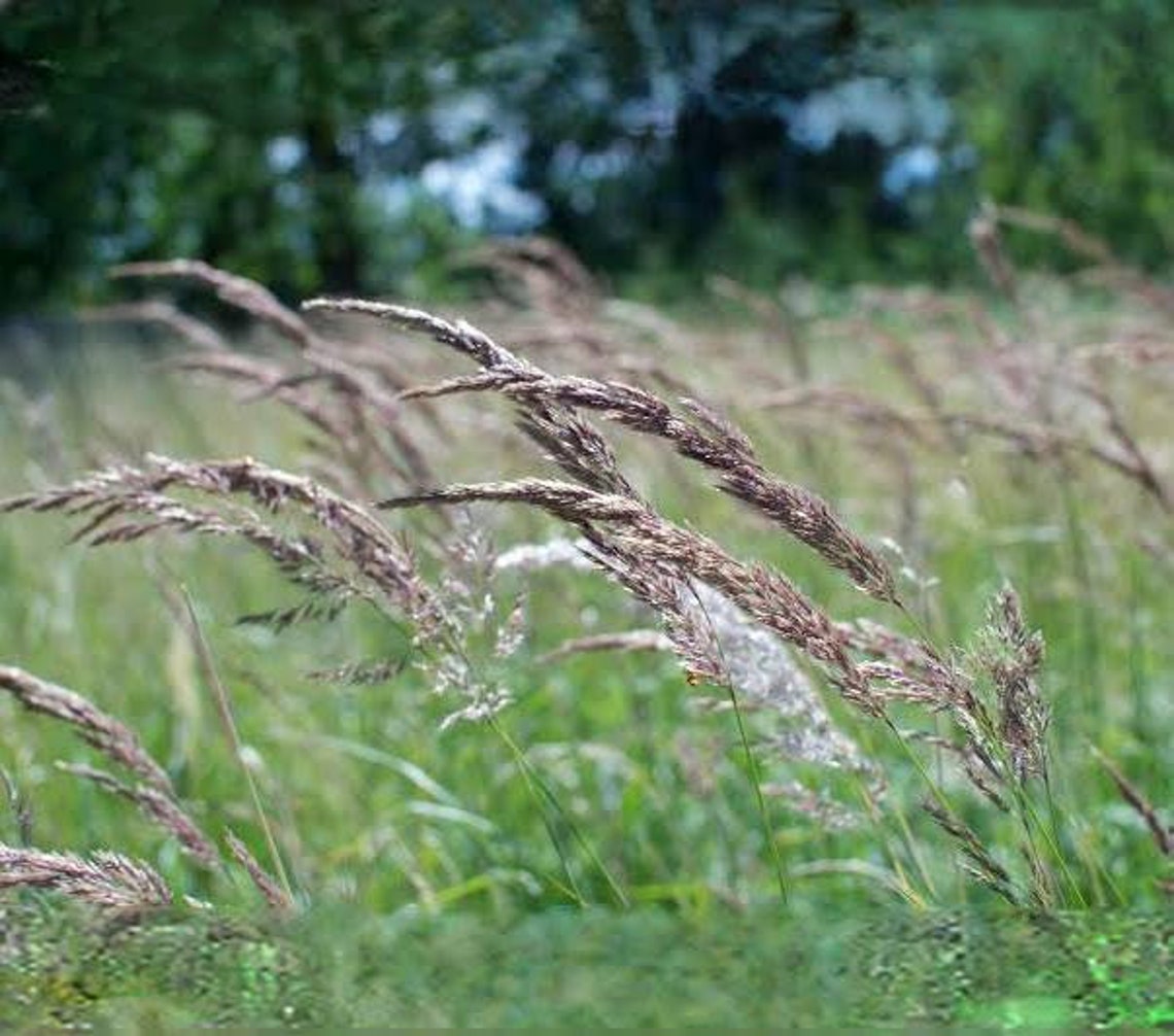 Red Fescue festuca Rubra 2 Grams. 2,400 Seeds - Etsy