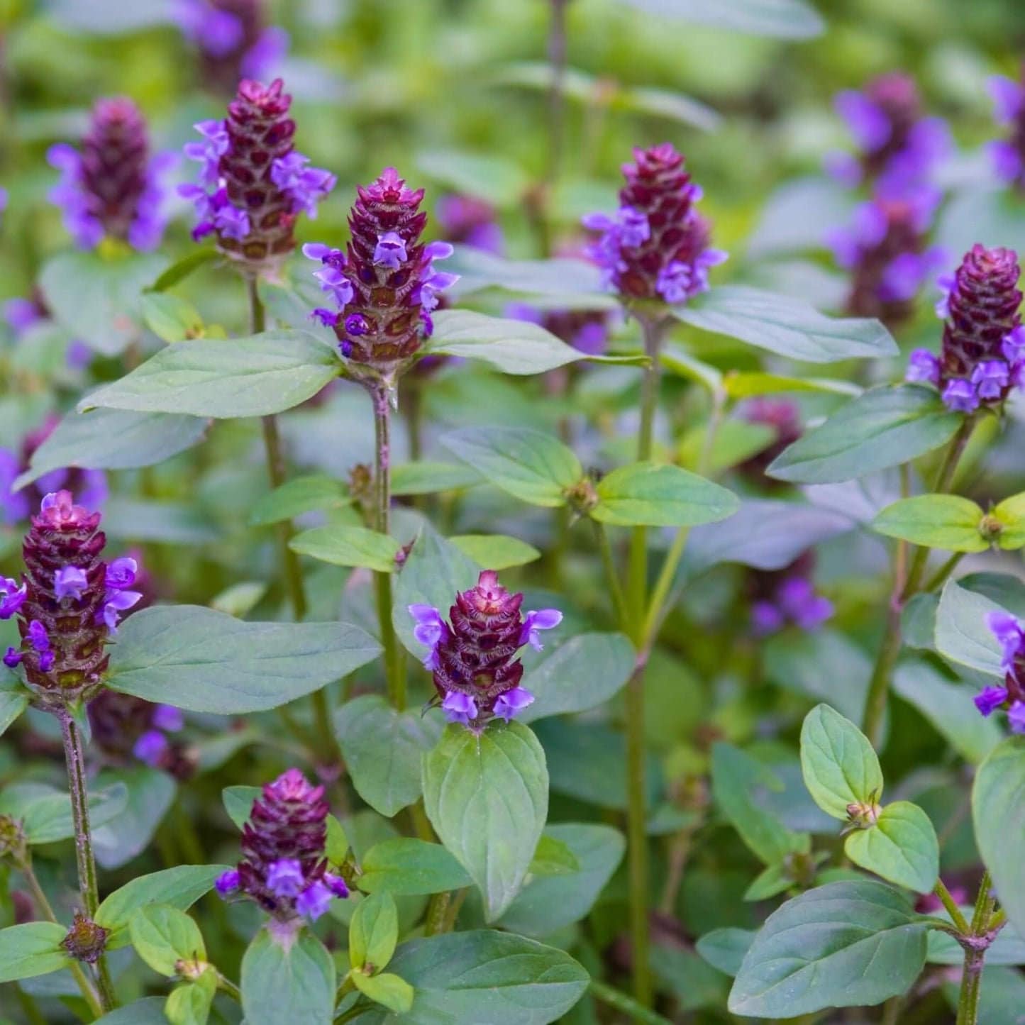 Selfheal, Heal All (prunella Vulgaris) 100 Seeds. Perennial Seeds - Etsy