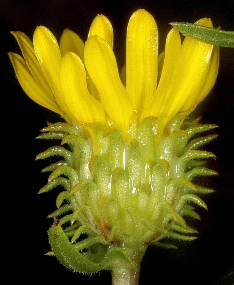 Puget Sound Gumweed. (grindelia Integrifolia) 100 Seeds With Some Chaff ...