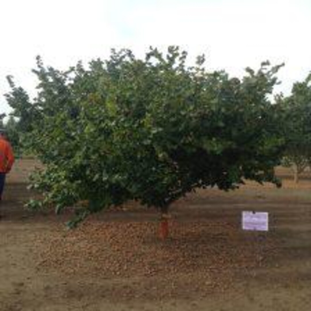Hazelnut Pollinator Pack Mcdonald/yamhill. 4 Seedlings. 2 Mcdonald and ...