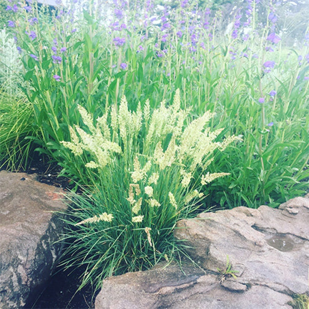 Prairie June Grass (koeleria Macrantha) 2 Grams ~2,000 Seeds. Ornamental Grass Seeds. Perennial ...