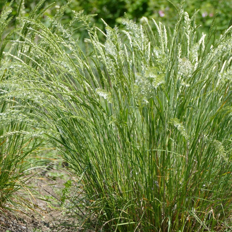 Prairie June Grass (koeleria Macrantha) 2 Grams ~2,000 Seeds ...