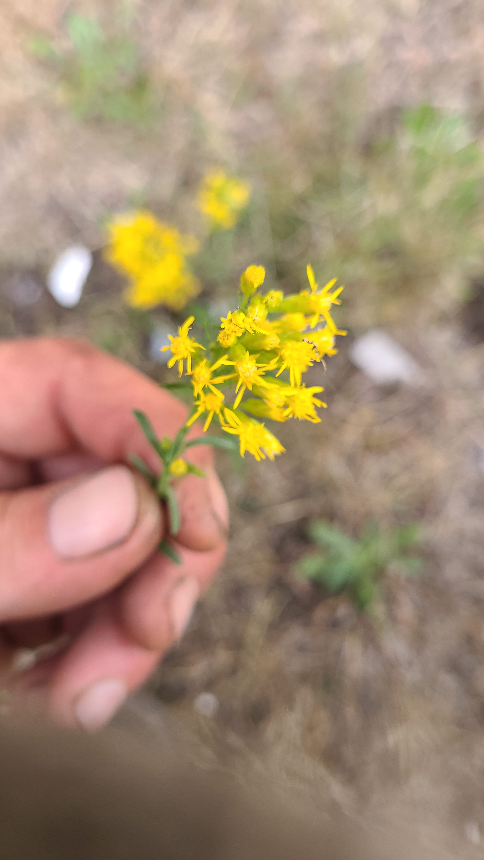 Coast Goldenrod, Dune Goldenrod solidago Spathulata 100 Seeds ...