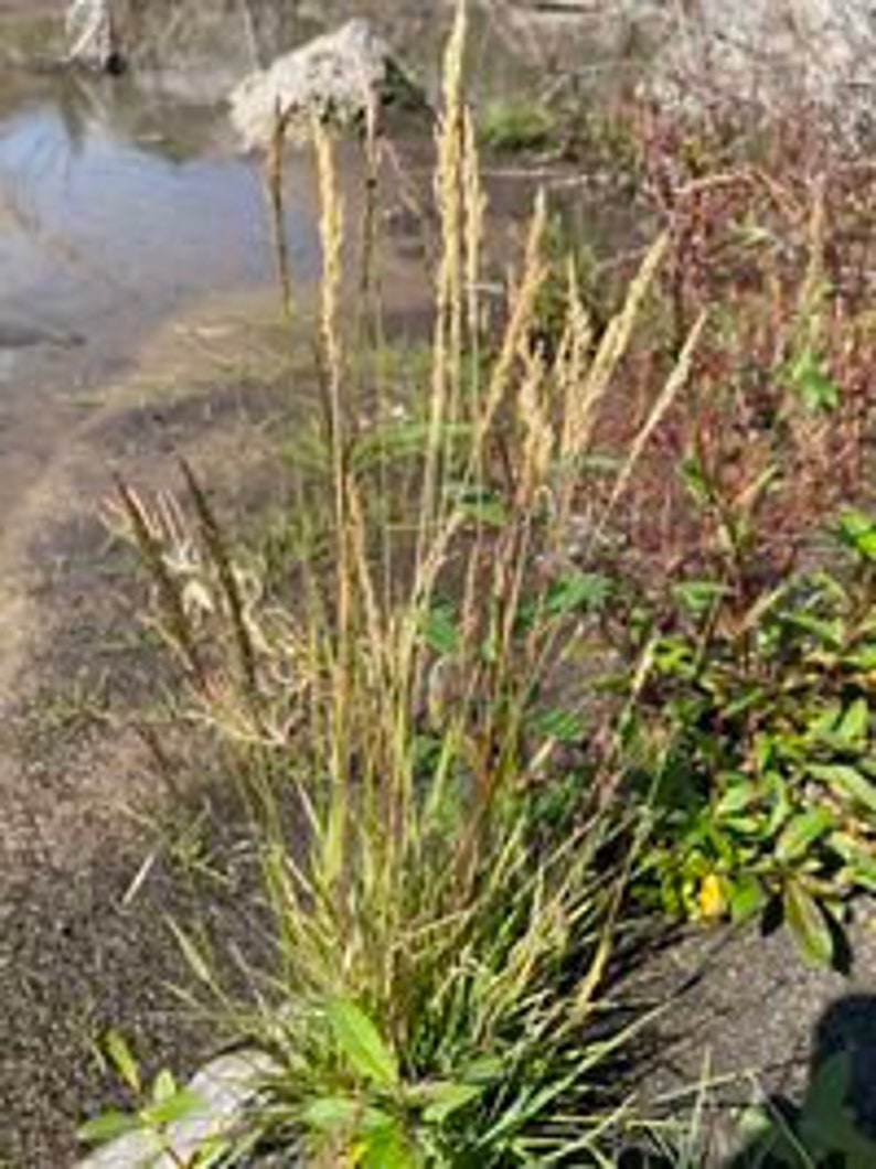 Spike Bentgrass agrostis Exarata .5 Gram. 3,250 Seeds. Ornamental Grass Seeds. Perennial Seeds ...