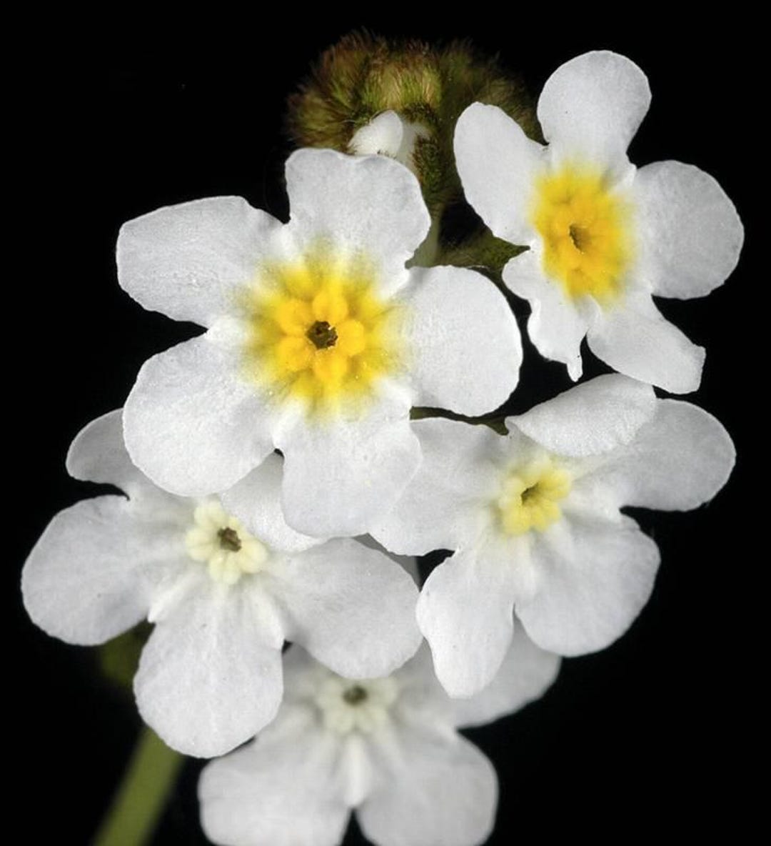 Fragrant Popcorn Flower (plagiobothrys Figuratus) 100 Seeds. ANNUAL ...