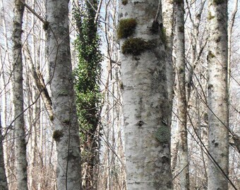 Red Alder Alnus Rubra 1-2 Year Sapling Organically Grown - Etsy