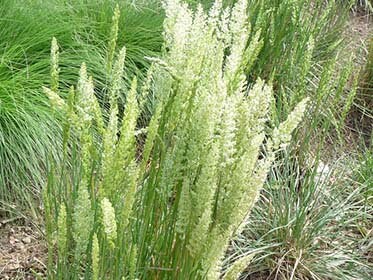 Prairie June Grass koeleria Macrantha/ K. Cristata 4,100 Seeds - Etsy
