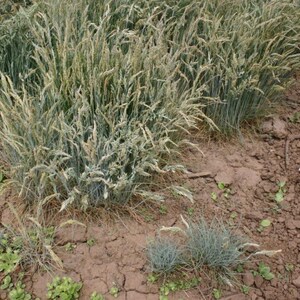Sand Fescue (festuca Ammobia) Seeds. Perennial Seeds. - Etsy