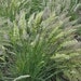 Prairie June Grass (koeleria Macrantha) 2 Grams ~2,000 Seeds ...