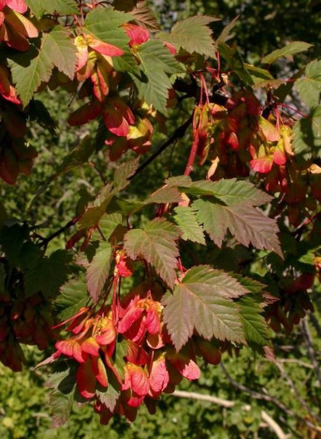 Douglas Maple, Rocky Mountain Maple (acer Glabrum Var. Douglasii) 1 ...