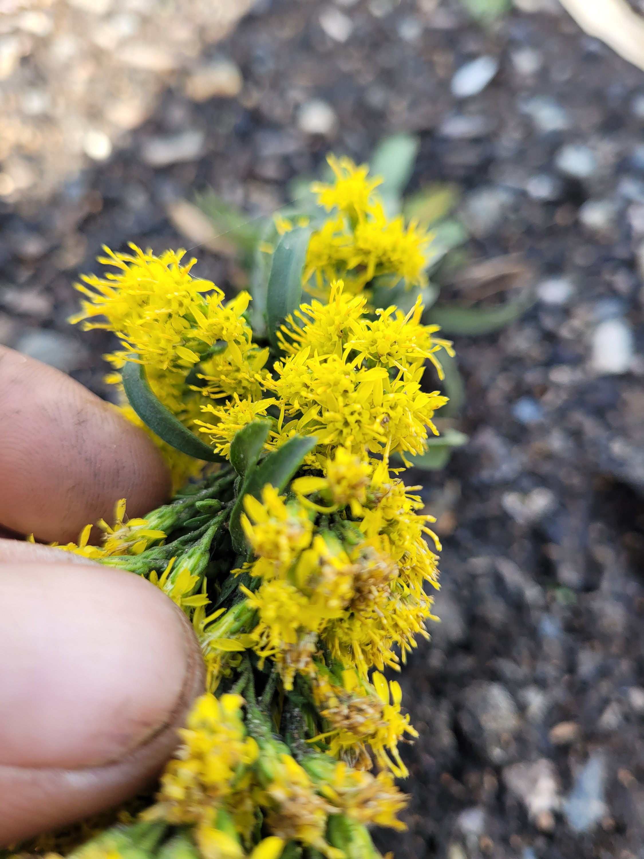 Coast Goldenrod, Dune Goldenrod solidago Spathulata 100 Seeds ...
