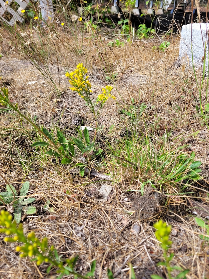 Coast Goldenrod, Dune Goldenrod solidago Spathulata 100 Seeds ...