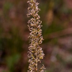 Prairie June Grass (koeleria Macrantha) 2 Grams ~2,000 Seeds ...