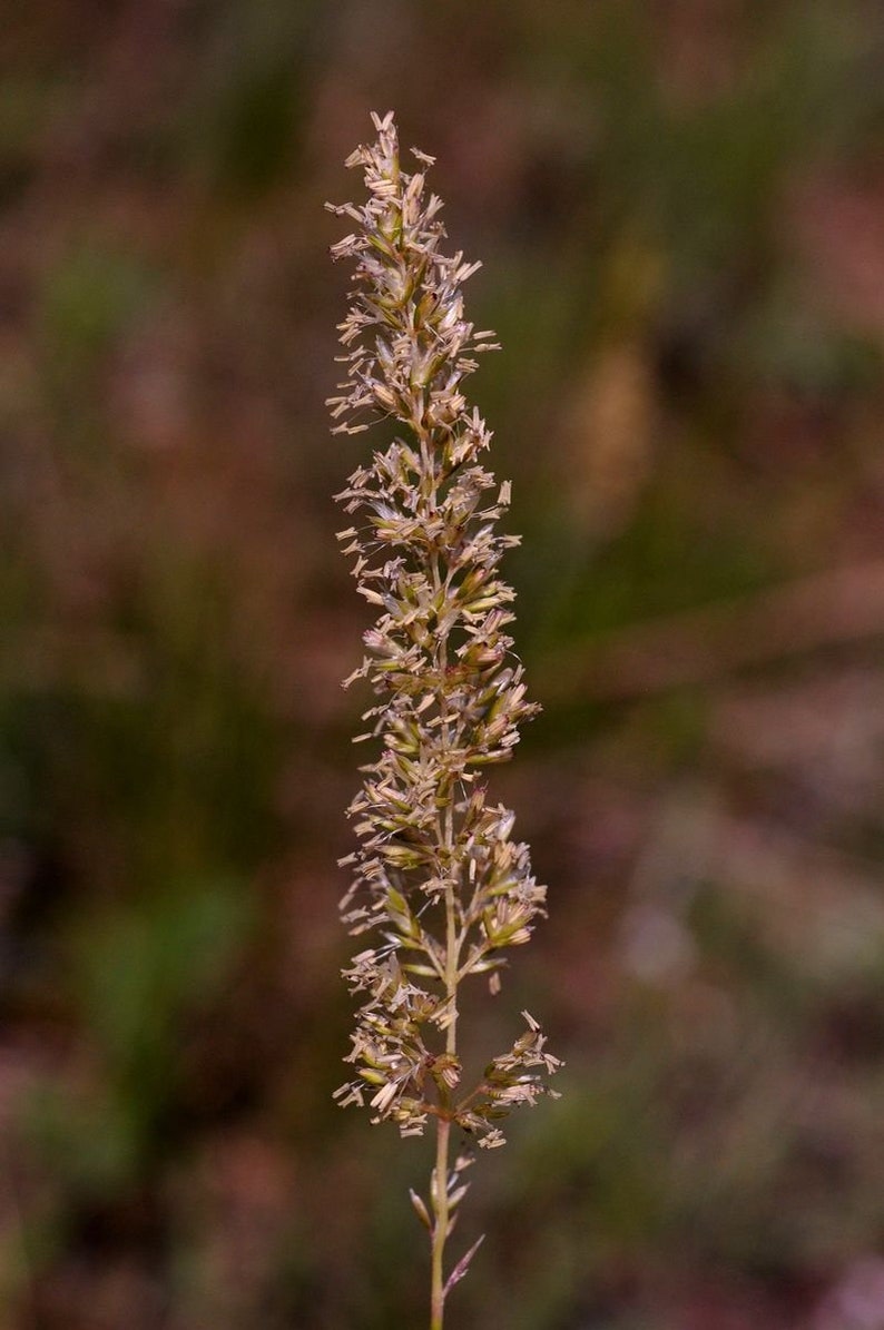 Prairie June Grass (koeleria Macrantha) 2 Grams ~2,000 Seeds ...
