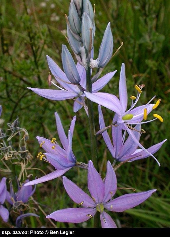 Blue Camas camassia Quamash 100 Seeds - Etsy