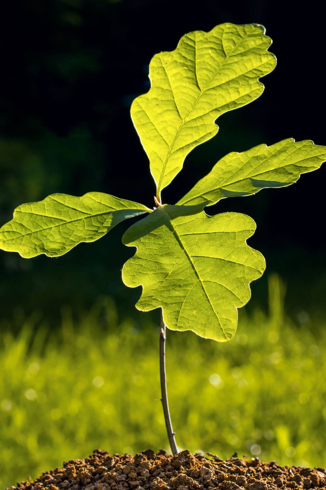 White Oak quercus Alba Bereroot Seedling. 8-10 Inch Seedling. 1 Year ...