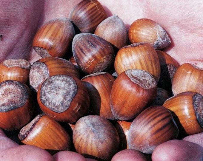 Jefferson Hazelnut (corylus Avellana) Seeds. Float Tested, Kept Cold ...
