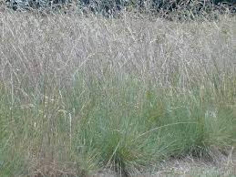 Roemers Fescue festuca Roemeri .5 Gram, 500 Seeds - Etsy