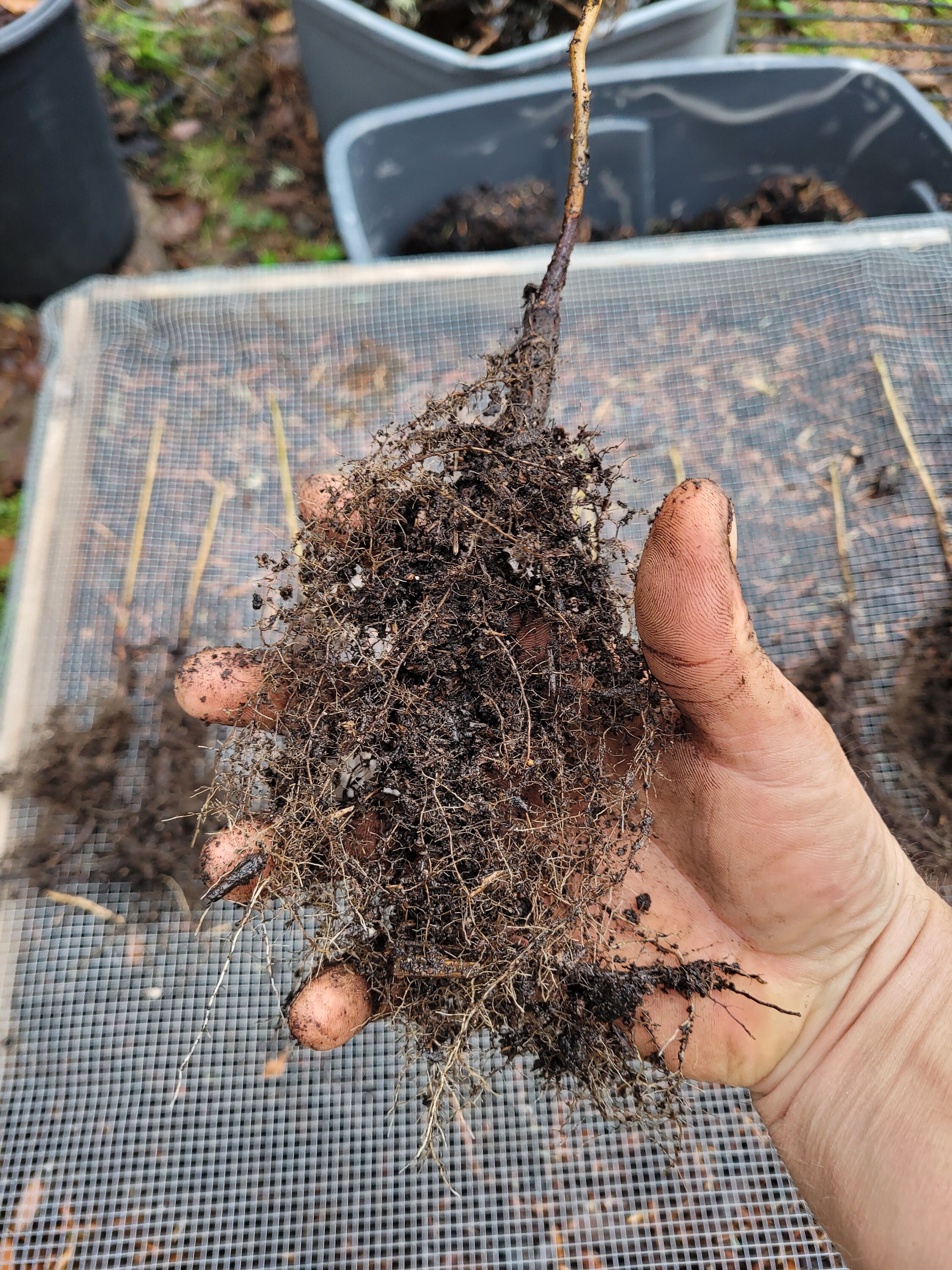 Shellbark Hickory carya Laciniosa 1 Bareroot Seedling. 6-10 Inches Tall ...