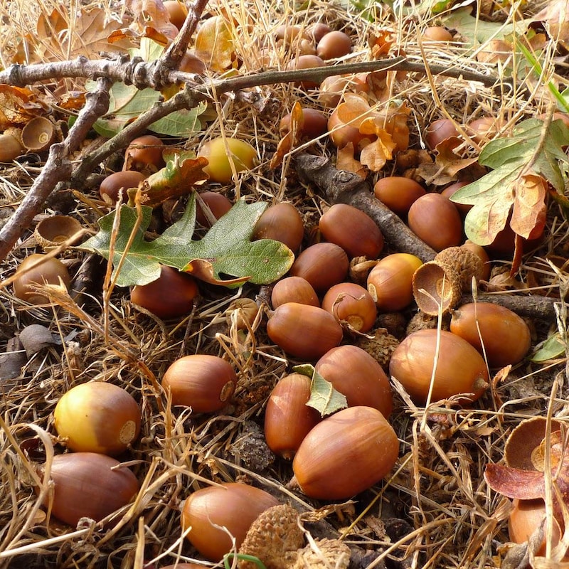 White Oak Magnets - Etsy