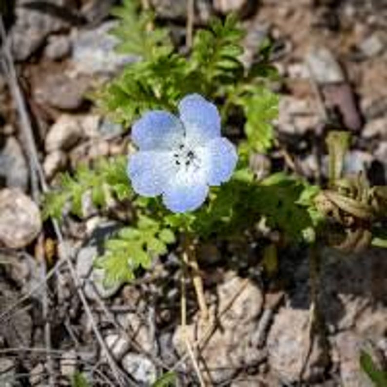 Baby Blue Eyes (nemophila Menziesii) 100+ Seeds. ANNUAL Seeds - Etsy