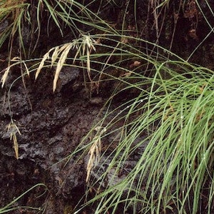 Roemers Fescue festuca Roemeri .5 Gram, 500 Seeds - Etsy