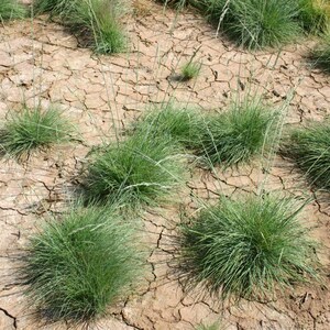 Roemers Fescue festuca Roemeri .5 Gram, 500 Seeds - Etsy
