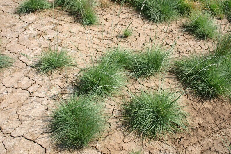 Roemers Fescue festuca Roemeri .5 Gram, 500 Seeds - Etsy