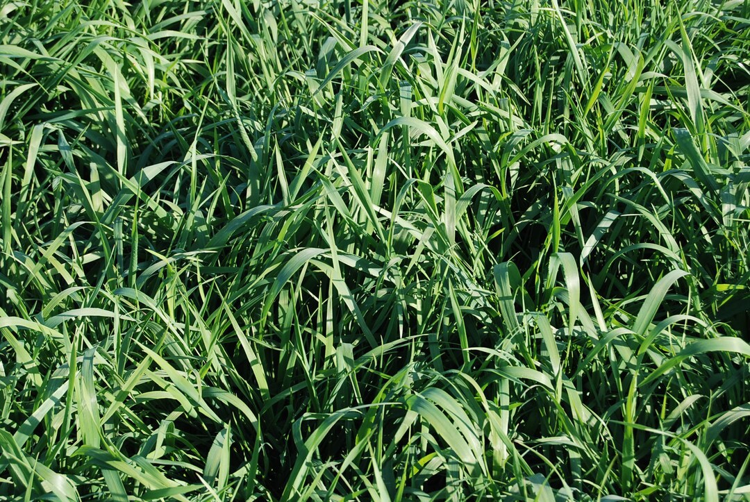 California Brome bromus Carinatus 300 Seeds. 2 Grams - Etsy