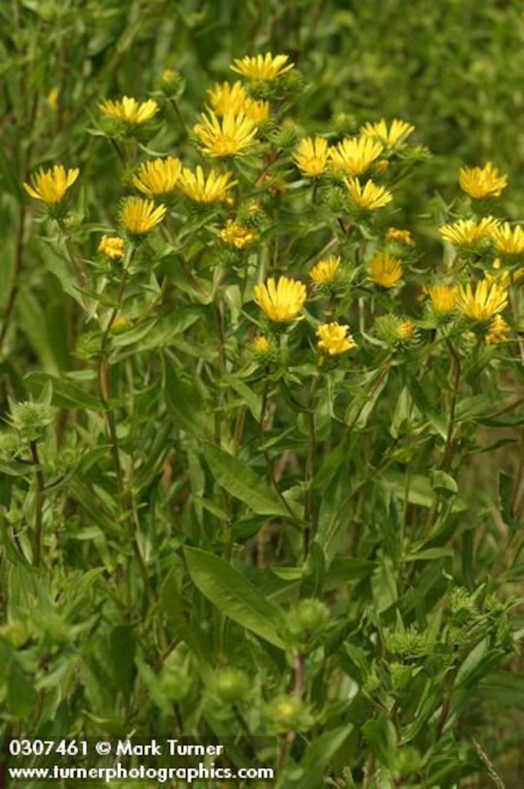 Puget Sound Gumweed. (grindelia Integrifolia) 100 Seeds With Some Chaff ...