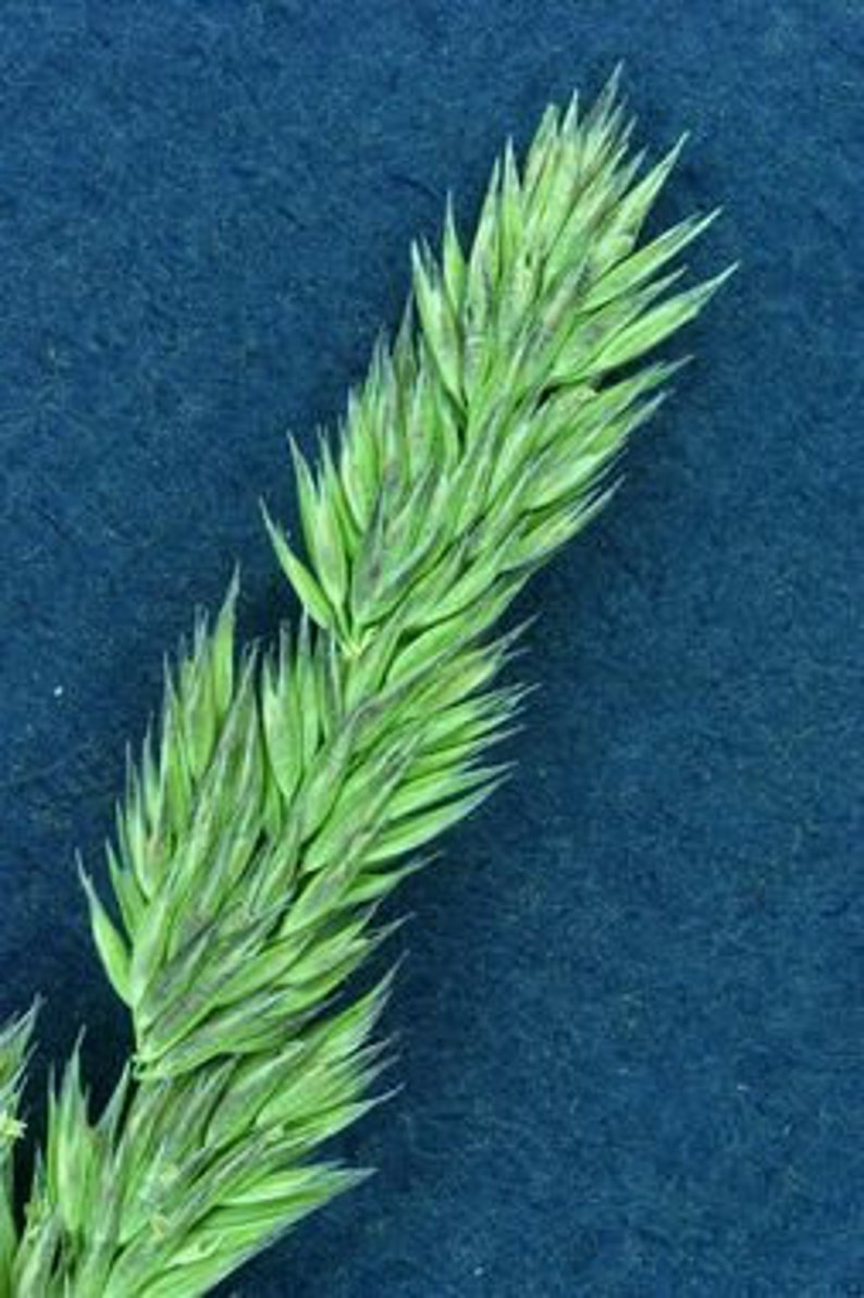 Spike Bentgrass agrostis Exarata .5 Gram. 3,250 Seeds. Ornamental Grass Seeds. Perennial Seeds ...