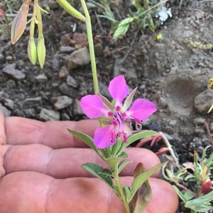 Diamond Clarkia (clarkia Rhomboidea)100+ Seeds. ANNUAL Seeds - Etsy