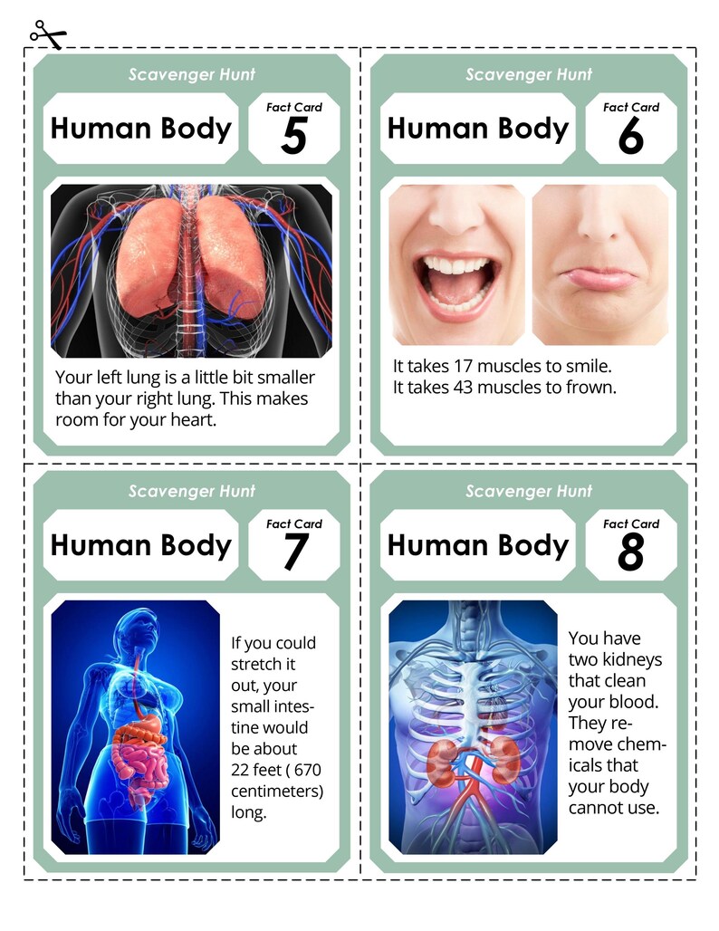 Human Body Worksheets - Etsy