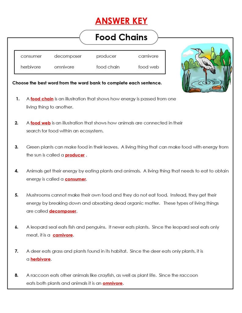 Food Chain Activity Worksheets | 2nd and 3rd Grade - Etsy