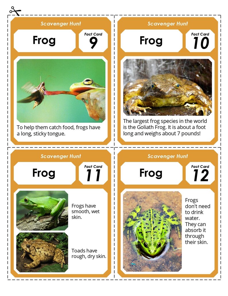 Life Cycle of a Frog | Activity Worksheets - Etsy