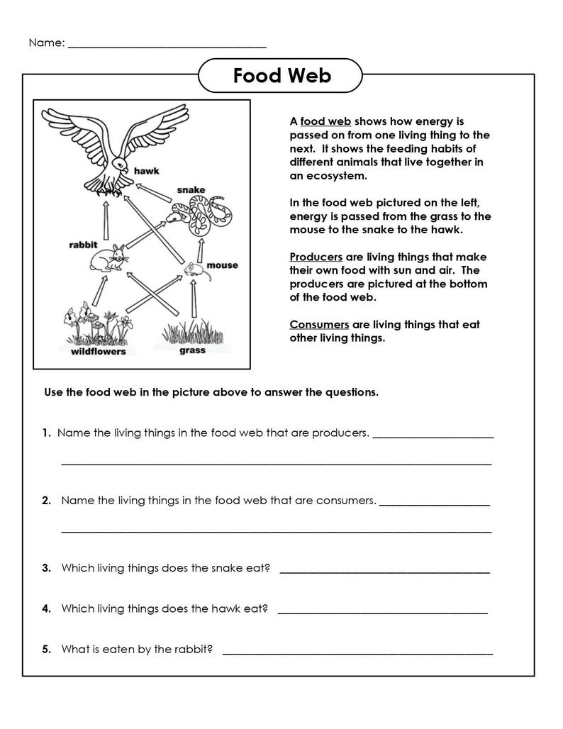 Food Chain Activity Worksheets | 2nd and 3rd Grade - Etsy