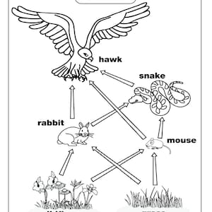 Food Chain Activity Worksheets | 2nd and 3rd Grade - Etsy