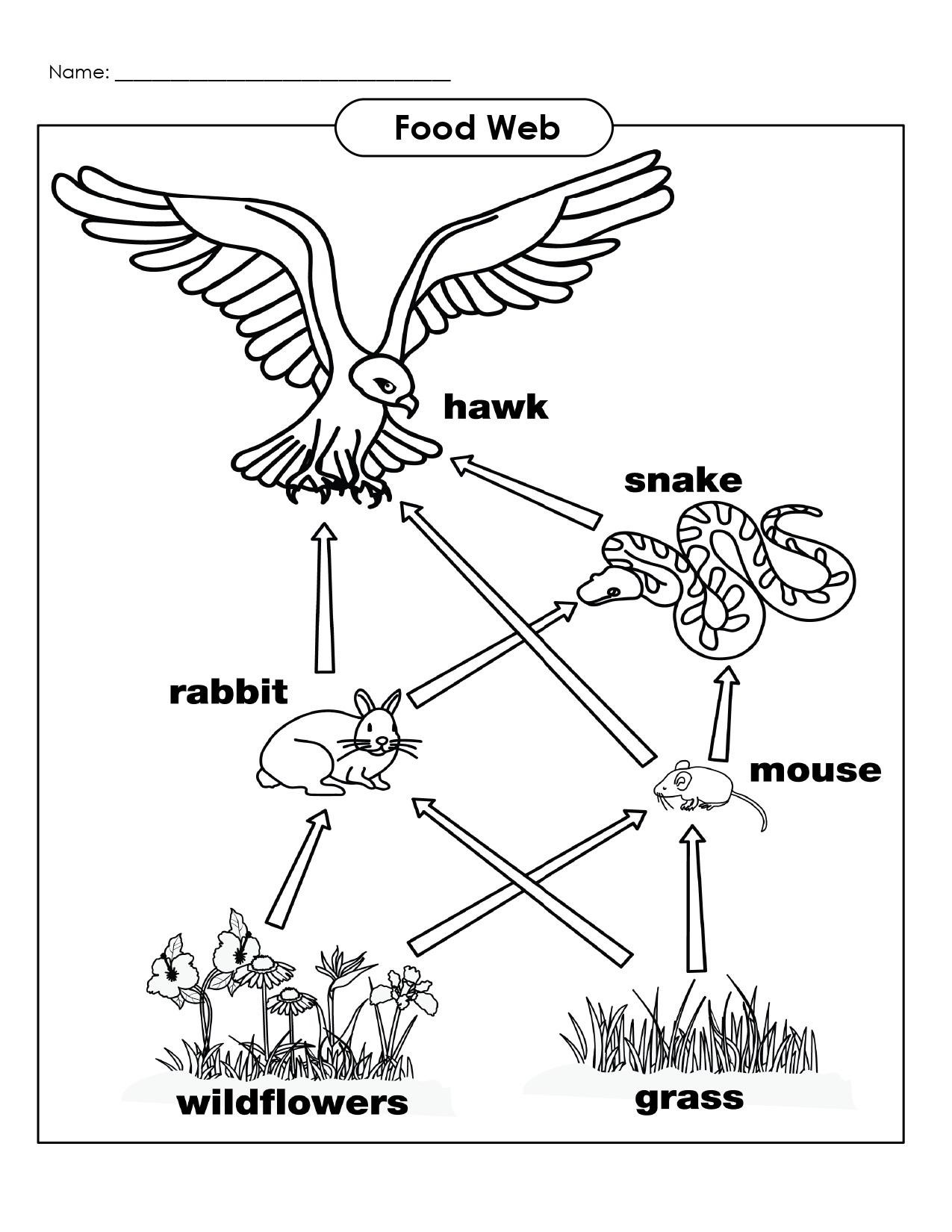 Food Chain Activity Worksheets | 2nd and 3rd Grade - Etsy