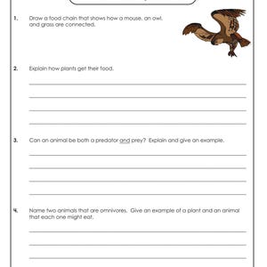 Food Chain Activity Worksheets | 2nd and 3rd Grade - Etsy