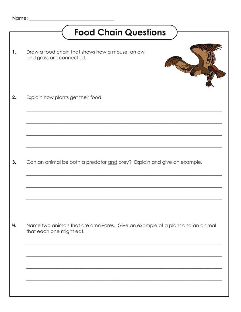 Food Chain Activity Worksheets | 2nd and 3rd Grade - Etsy