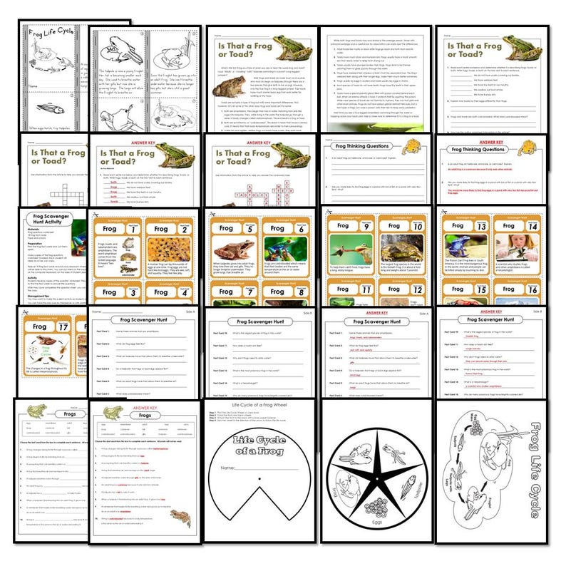 Life Cycle of a Frog | Activity Worksheets - Etsy