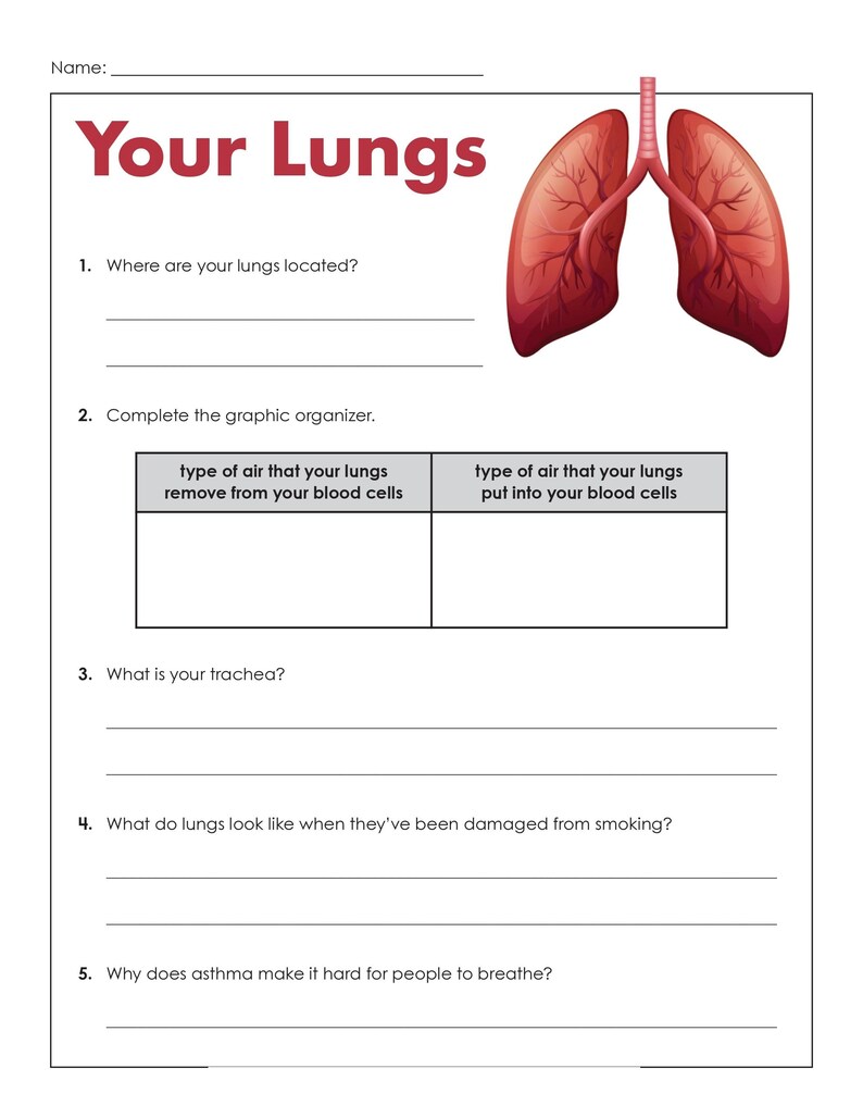 Human Body Worksheets - Etsy