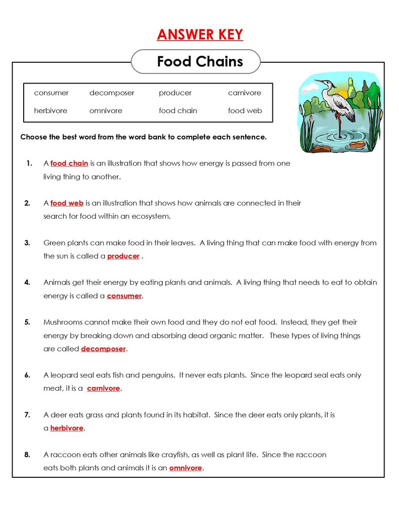 Food Chain Activity Worksheets | 2nd and 3rd Grade - Etsy