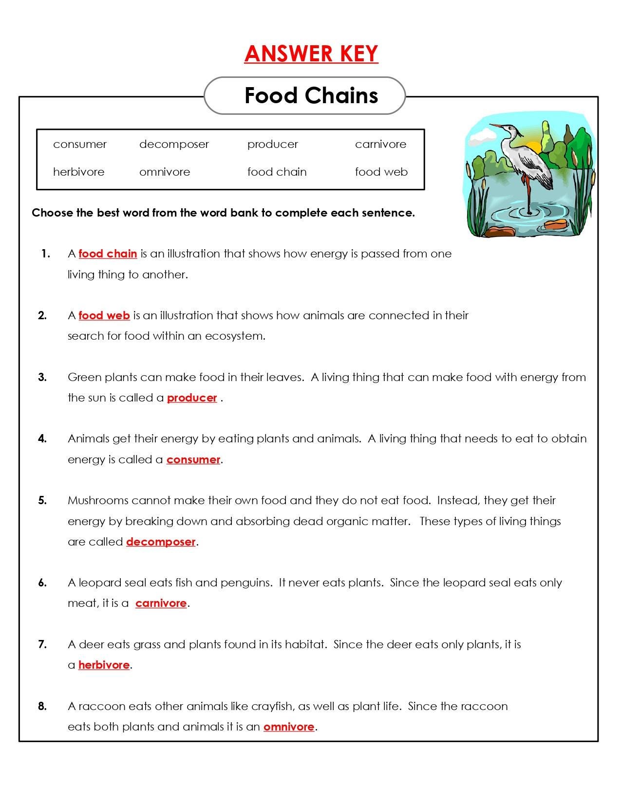 Food Chain Activity Worksheets | 2nd and 3rd Grade - Etsy