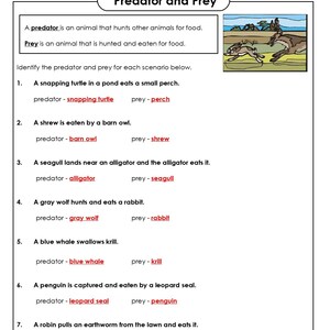 Food Chain Activity Worksheets | 2nd and 3rd Grade - Etsy