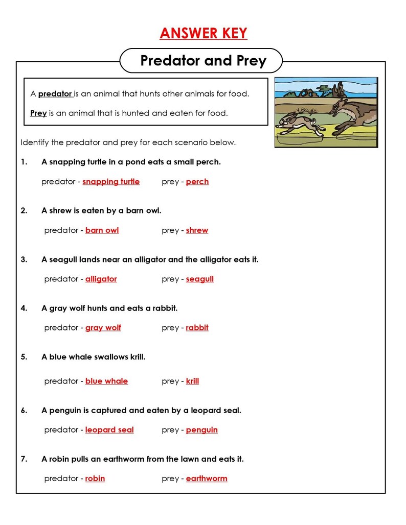 Food Chain Activity Worksheets | 2nd and 3rd Grade - Etsy