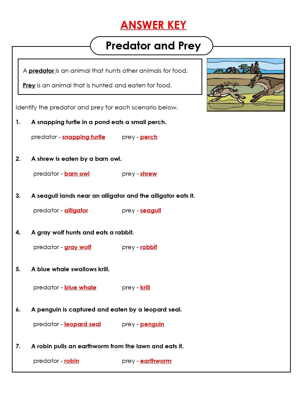 Food Chain Activity Worksheets | 2nd and 3rd Grade - Etsy