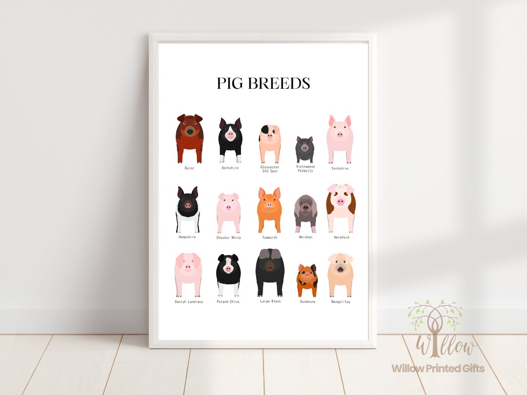 Pig Breeds Poster, Pig Species Print, Pig Types Illustrations, Pig ...