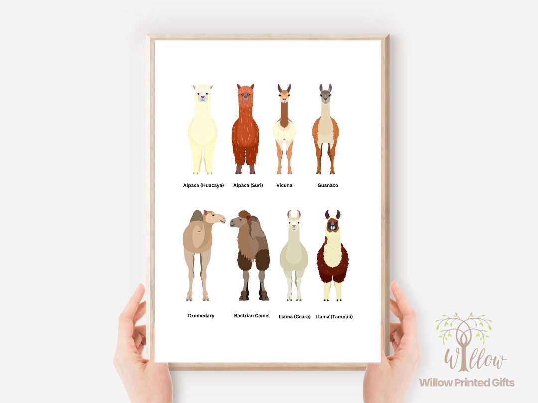Llamas, Camels, Alpacas Breeds Poster, Species Print, Llamas Types ...